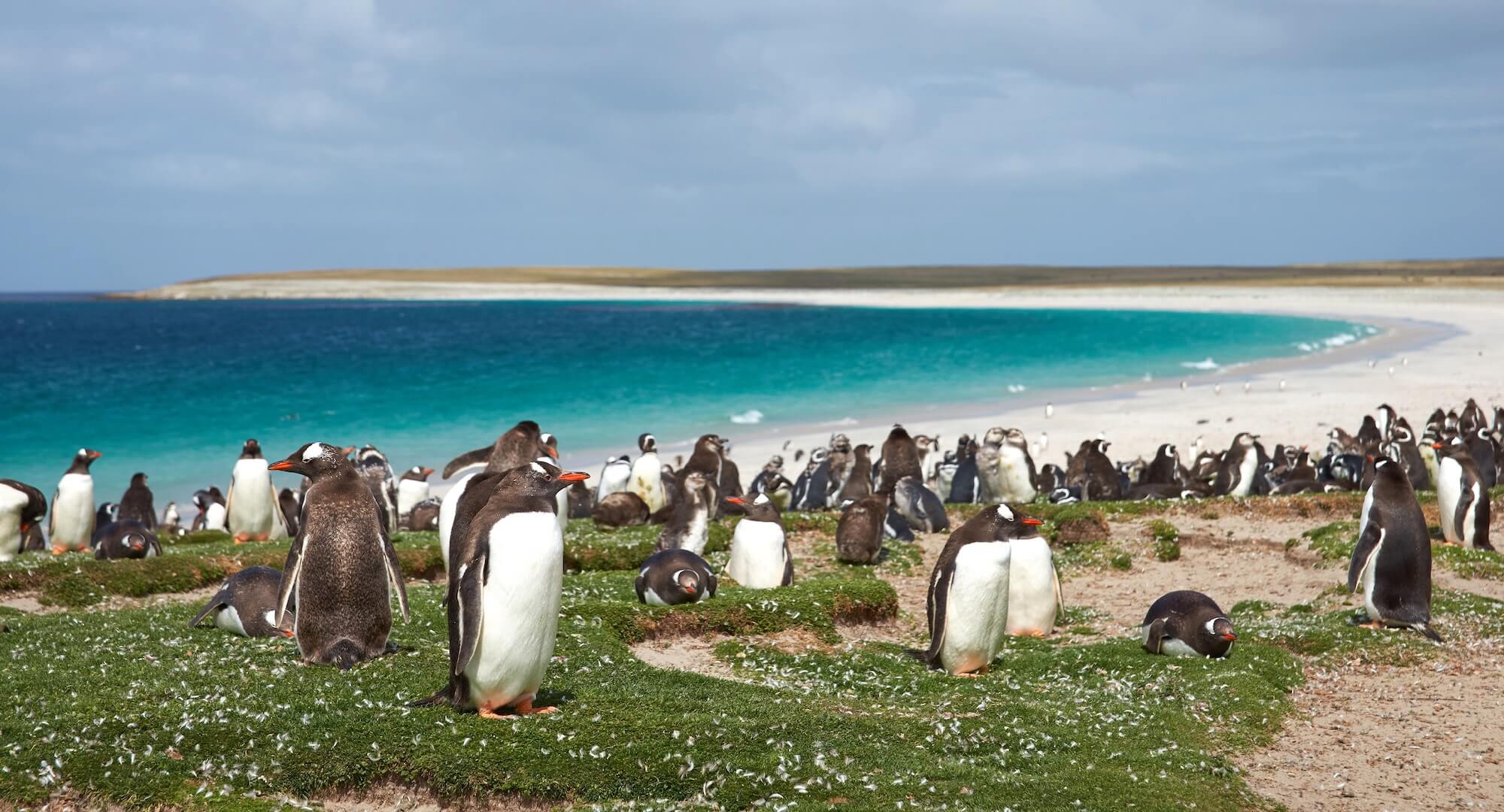 Visiting the Falkland Islands